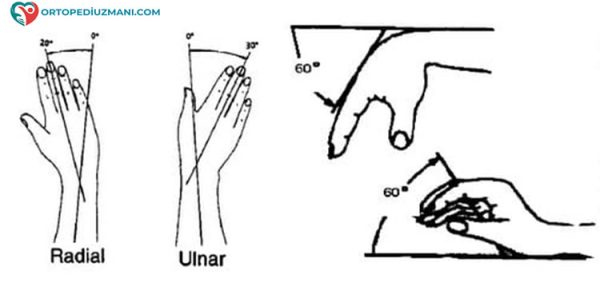 Eklem hareket açıklığı dereceleri, Adli tıp, Ortopedi